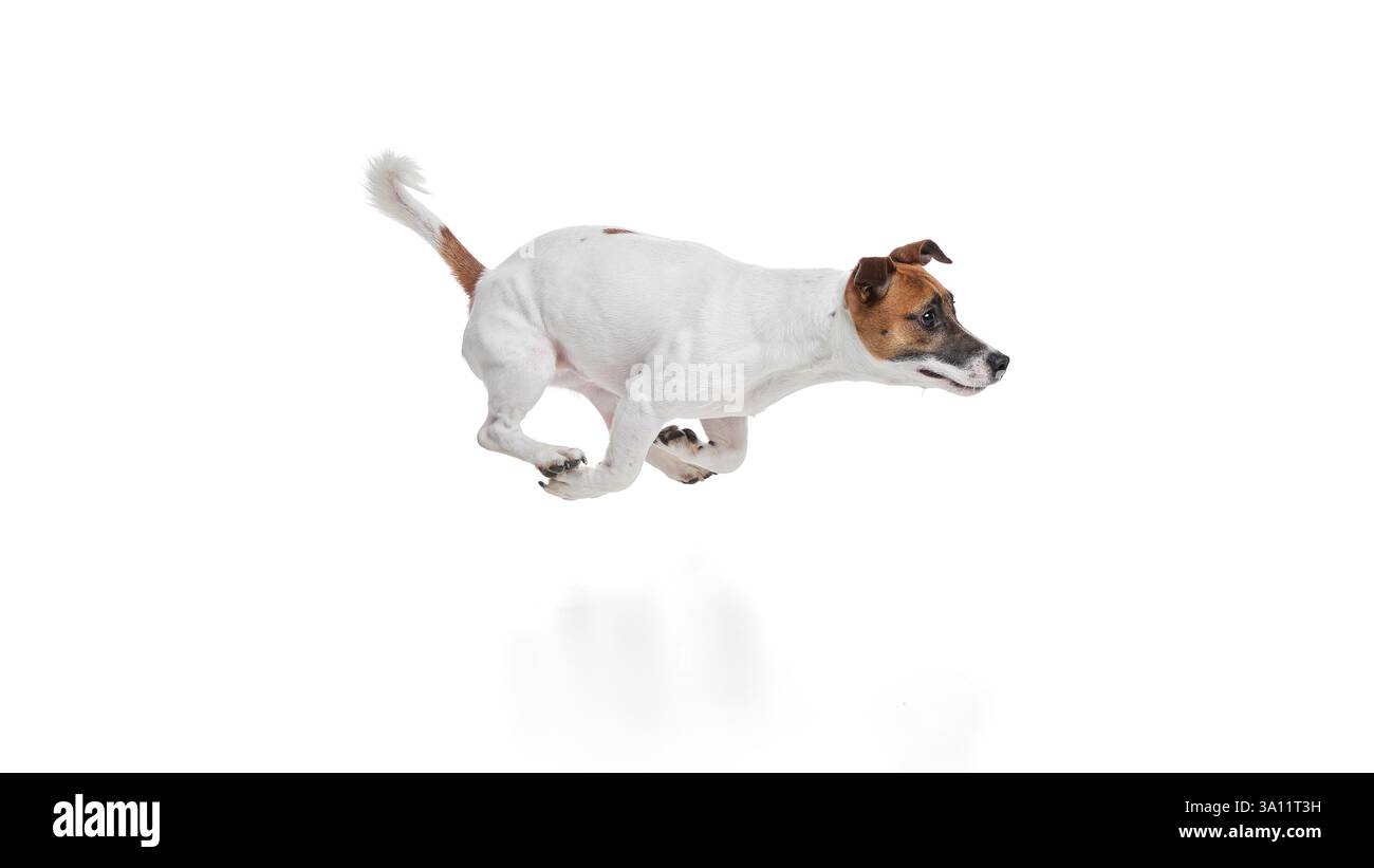 Dynamic image of active, purebred dog, Jack Russell Terrier running ...
