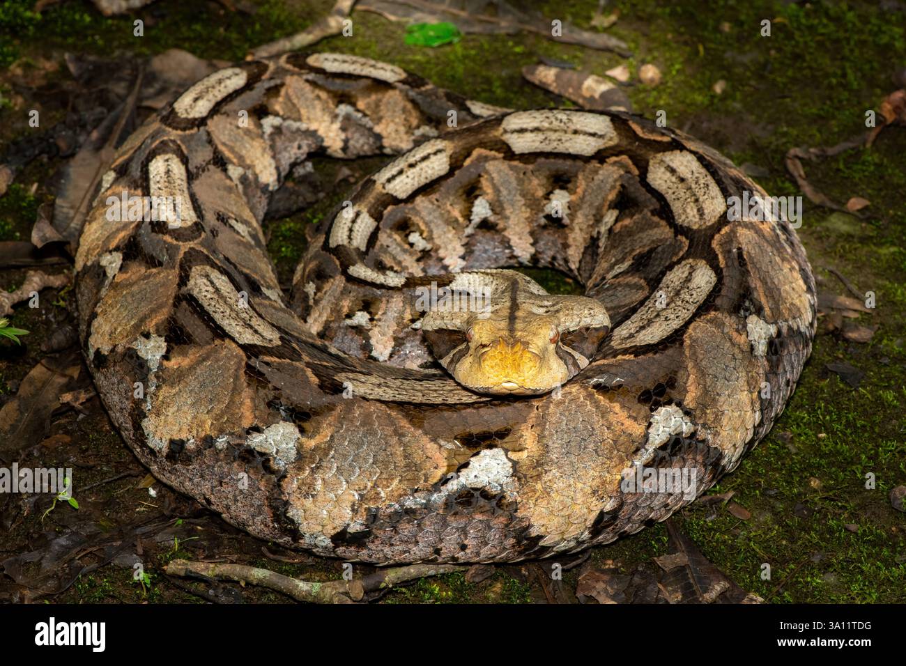 Close-up of a beautiful Gaboon adder (Bitis gabonica), also called the ...