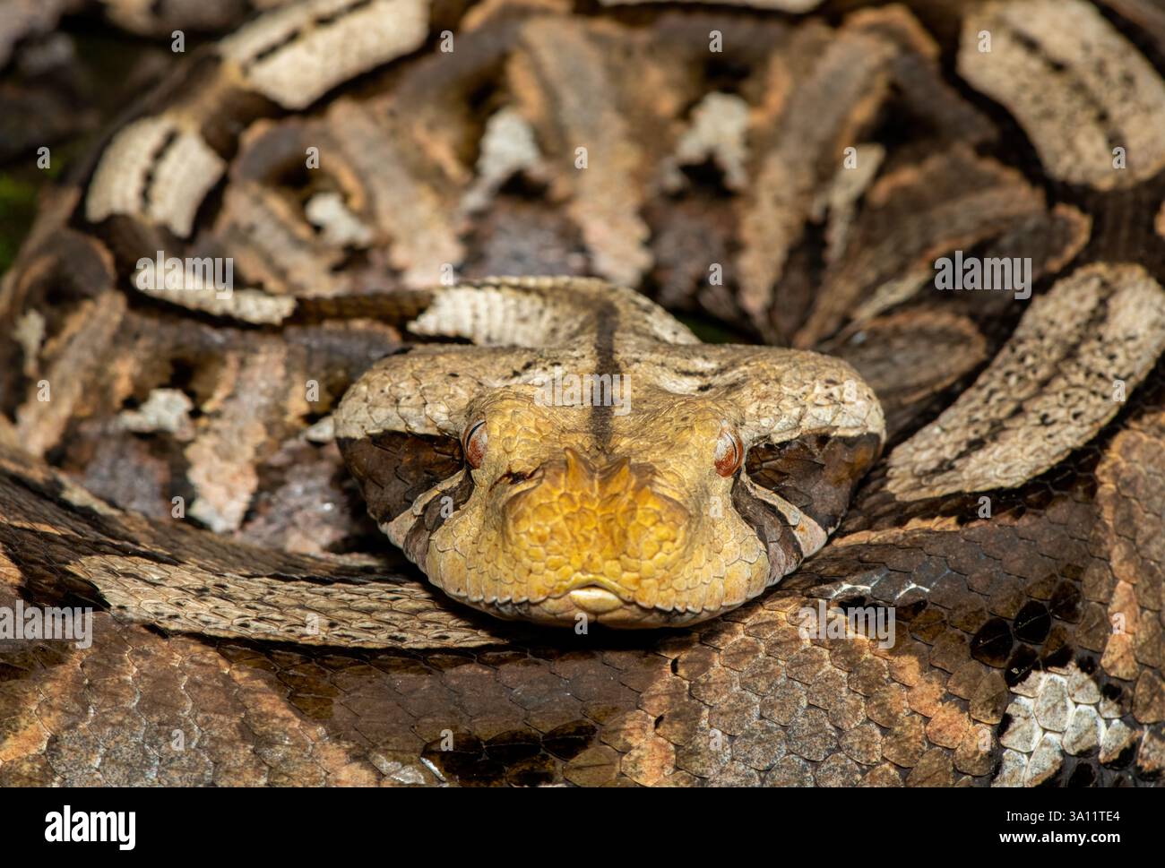 Close-up of a beautiful Gaboon adder (Bitis gabonica), also called the ...
