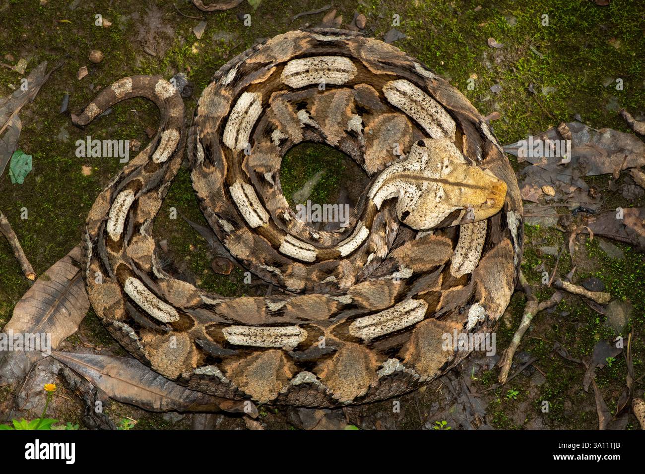 Close-up of a beautiful Gaboon adder (Bitis gabonica), also called the ...