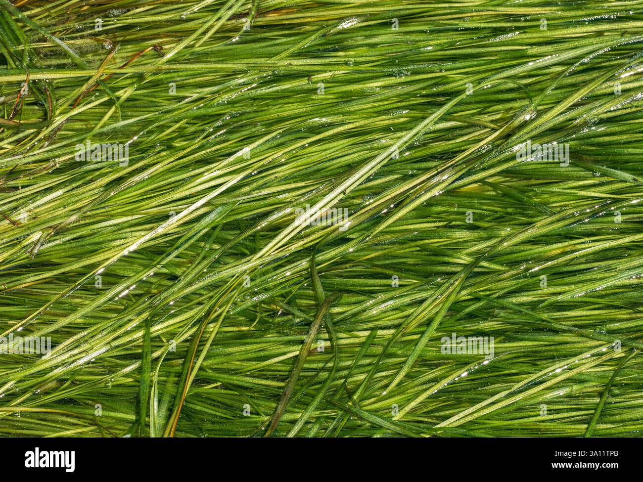 Ecological balance in water hi-res stock photography and images - Alamy