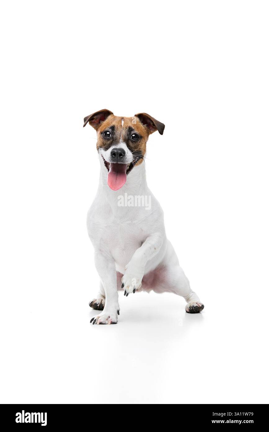 Happy, joyful, curious dog, Jack Russell Terrier sitting with paw ...