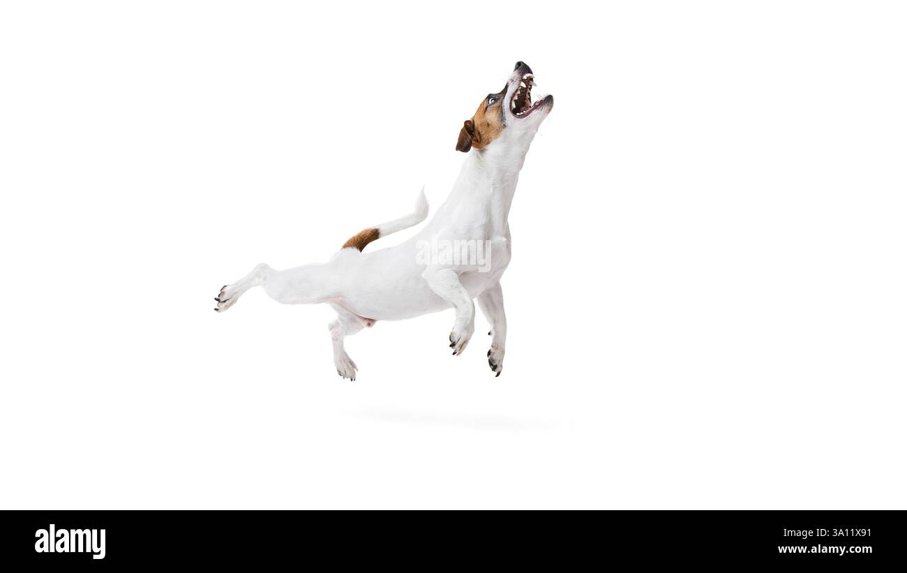 Dynamic image of active and playful dog, Jack Russel Terrier in motion ...