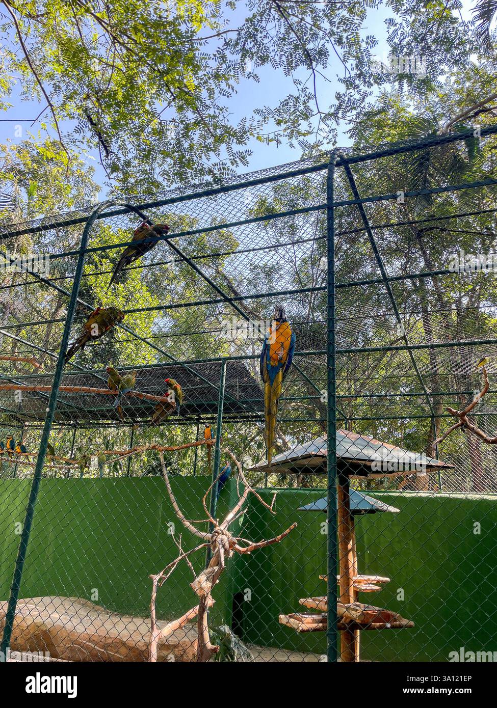 A cage with Parrots, in the Sao Paulo Zoo in Brazil Stock Photo - Alamy