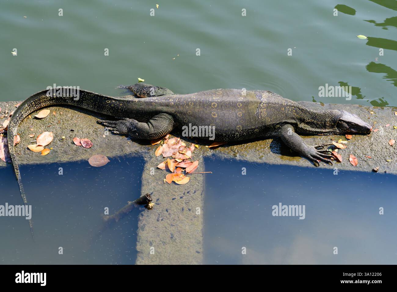 Large monitor lizards, the water monitor is a common sight beside or ...