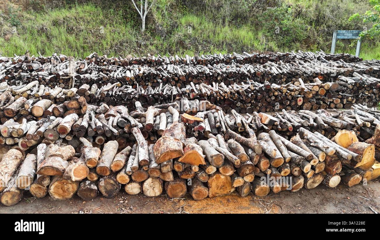 deforestation in conservation areas salvador bahia, brazil - february 7 ...
