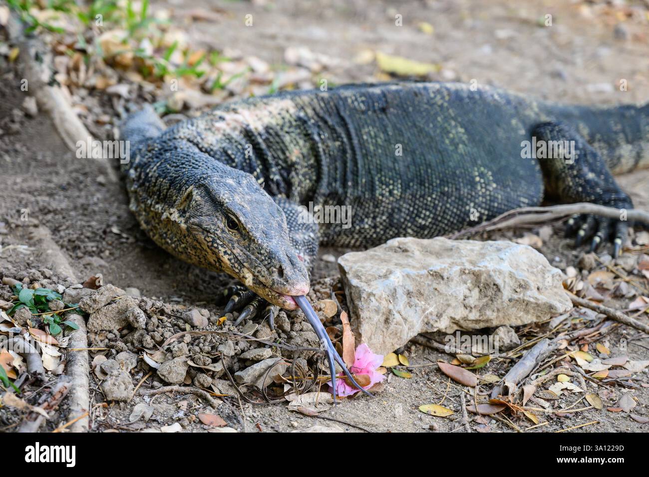 Large monitor lizards, the water monitor is a common sight beside or ...
