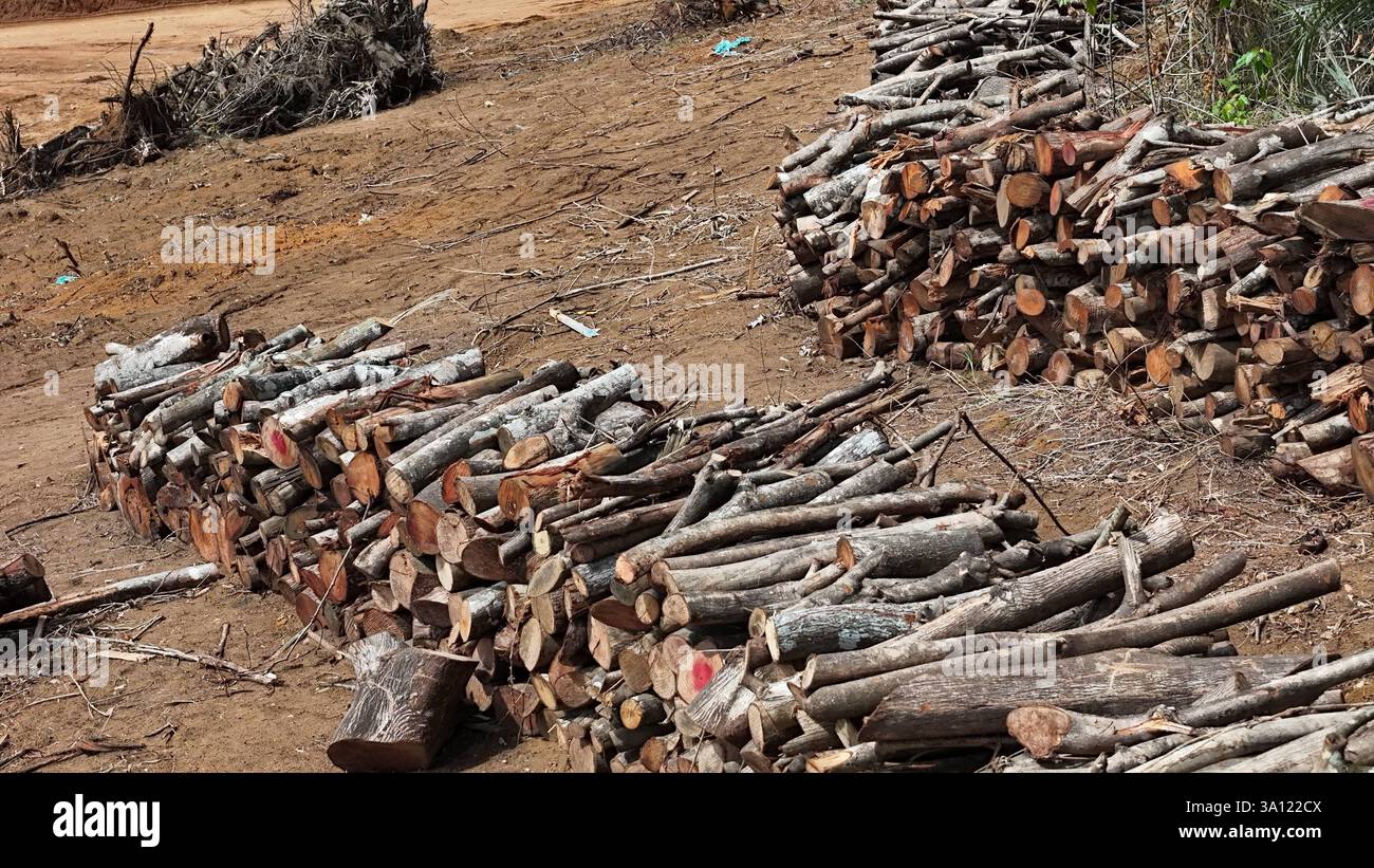 deforestation in conservation areas salvador bahia, brazil - february 7 ...