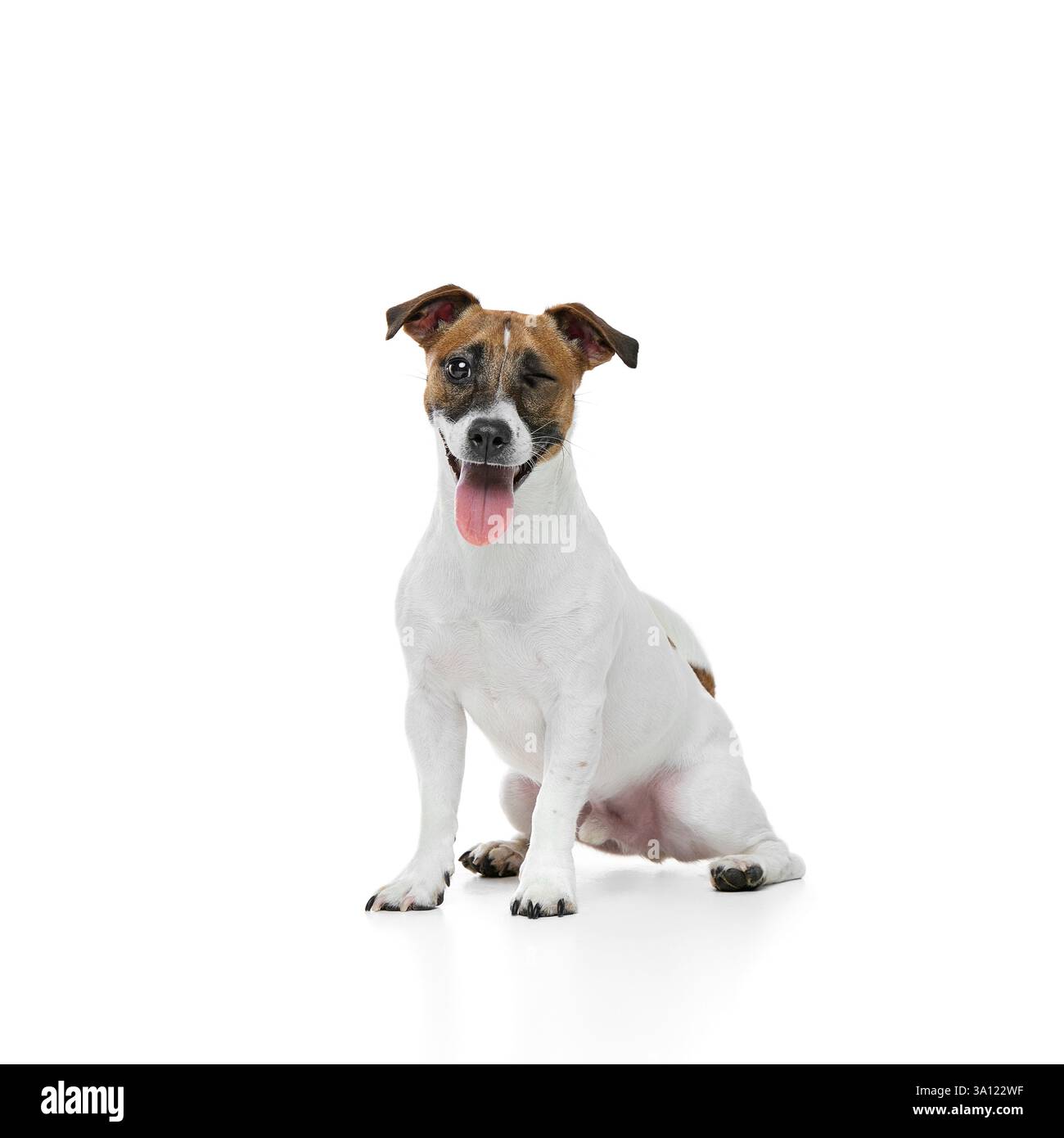 Happy, smart dog, adorable Jack Russell Terrier sitting, smiling with ...