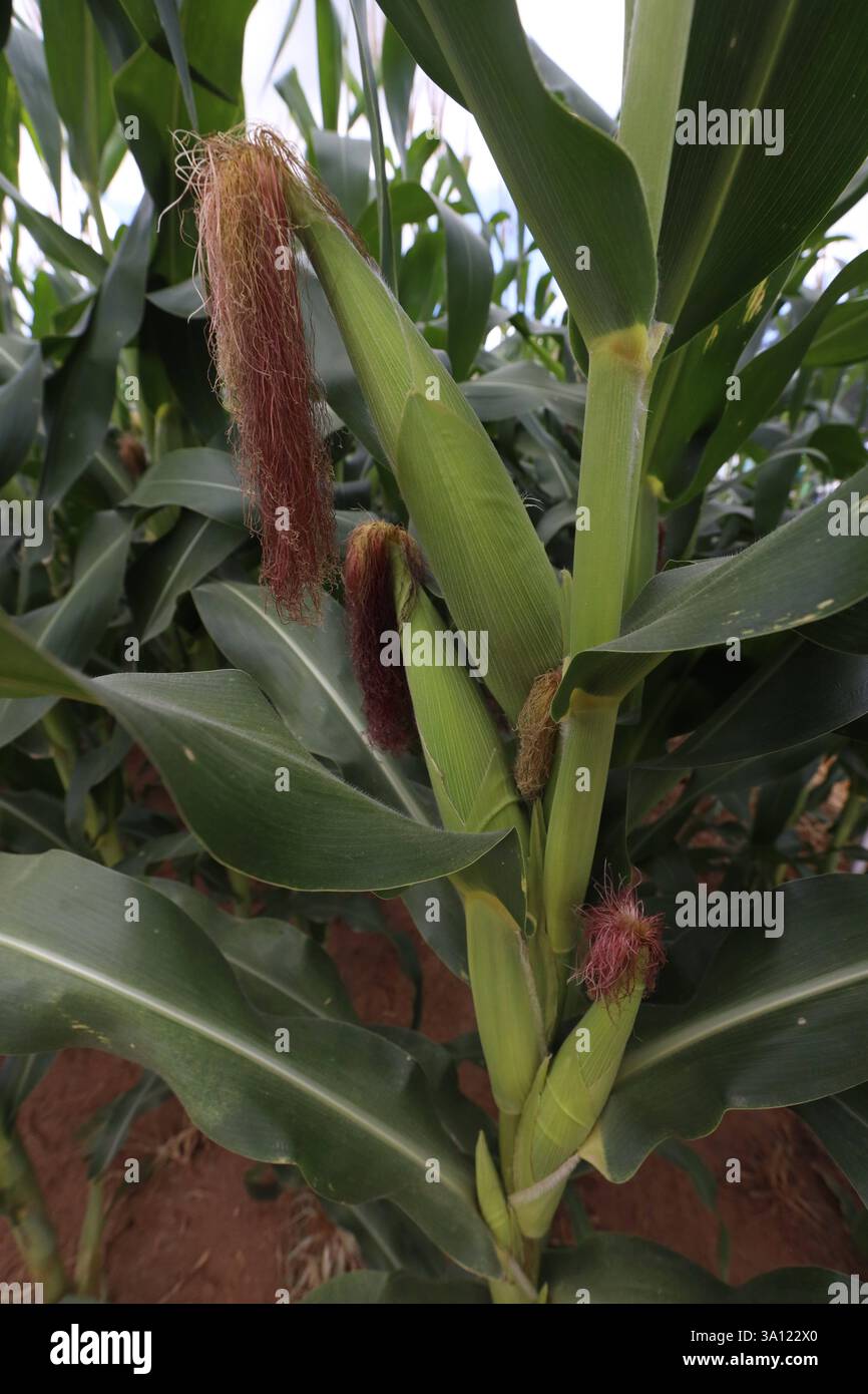 corn plantation in western bahia correntina, bahia, brazil - february ...