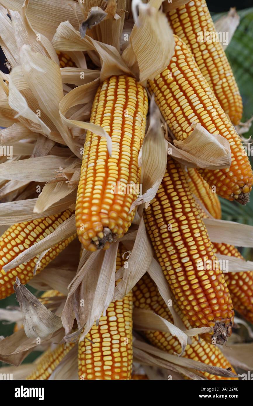 corn plantation in western bahia correntina, bahia, brazil - february ...