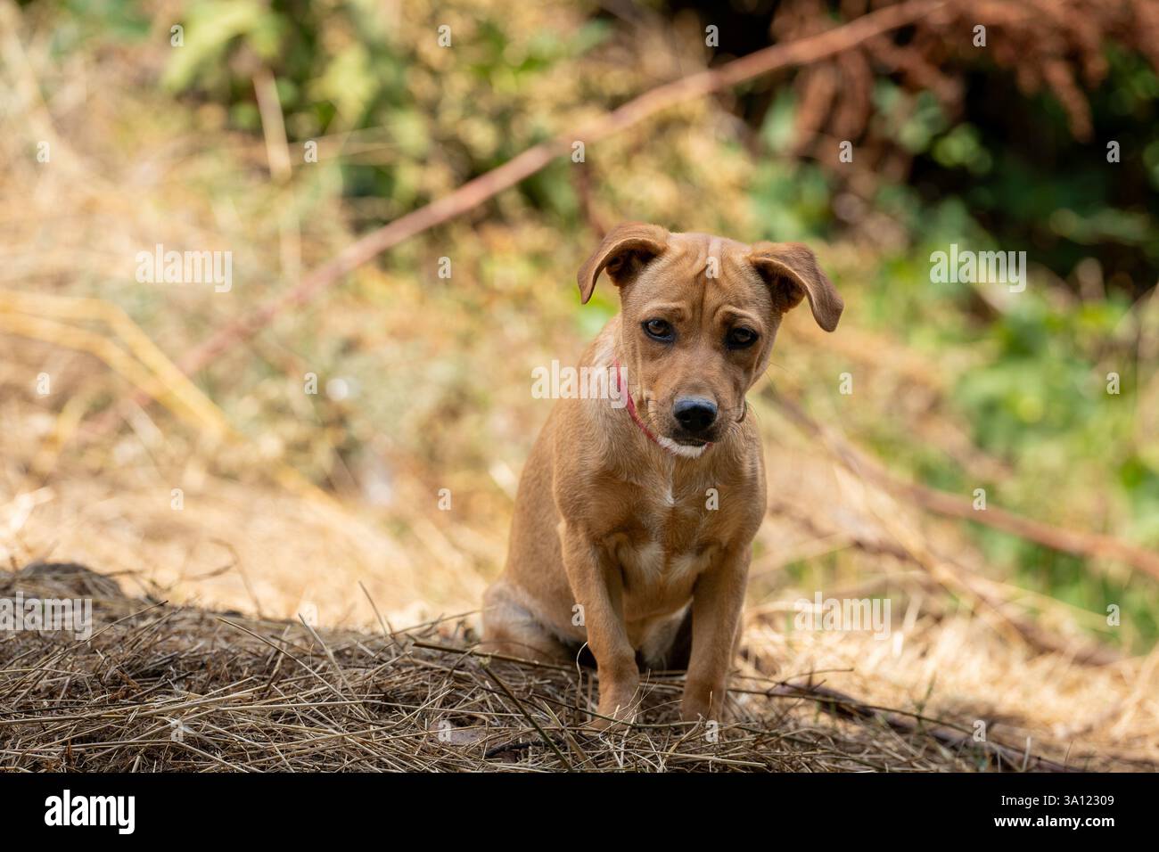Brown Mixed Breed Dog – Portrait in the Grass Stock Photo - Alamy
