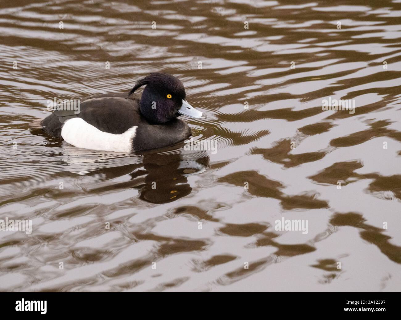 The eye of the duck hi-res stock photography and images - Alamy