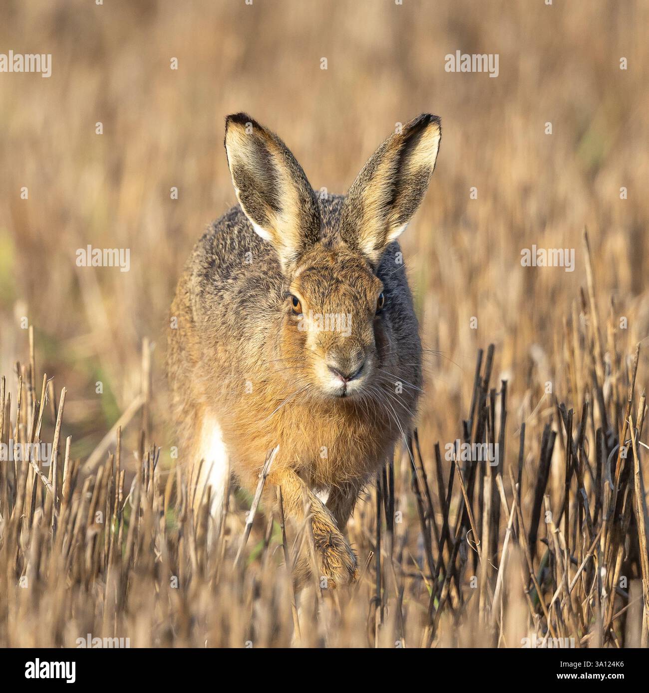 Kidderminster, UK. 6th March, 2025. UK weather: a wild brown hare enjoys some warm sunshine as ...
