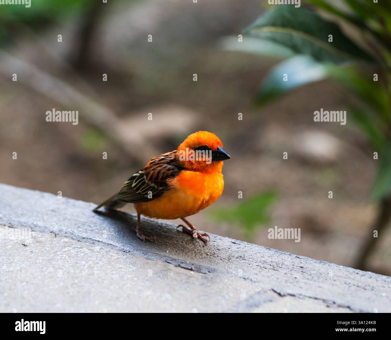 Birds and Wildlife in Mauritius – A Rich Diversity of Island Species ...