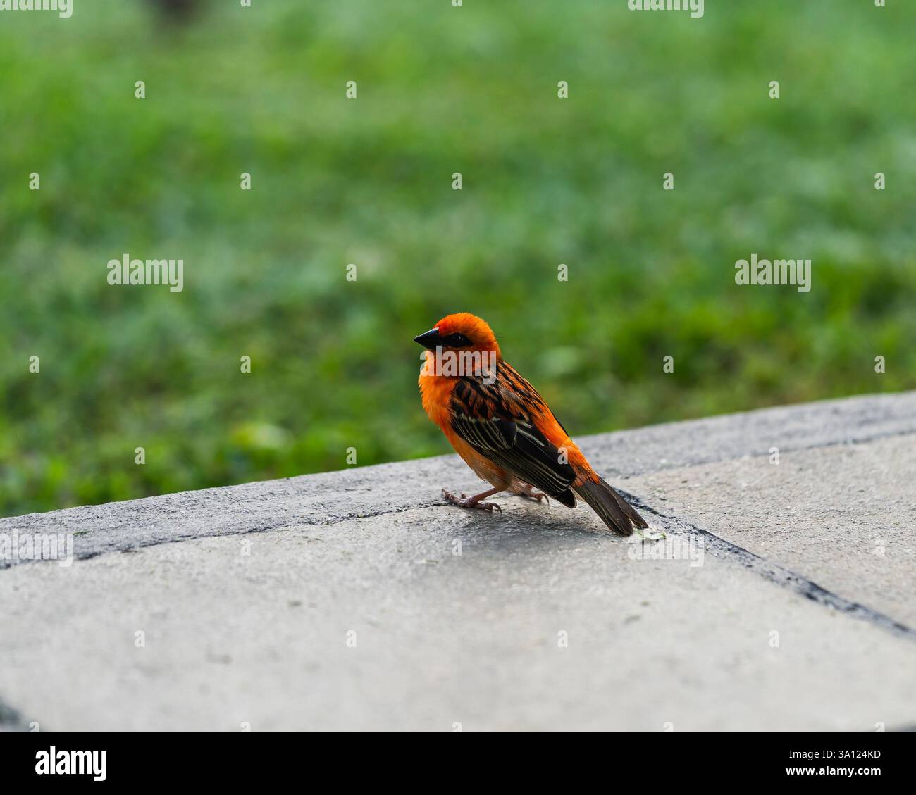 Birds and Wildlife in Mauritius – A Rich Diversity of Island Species ...