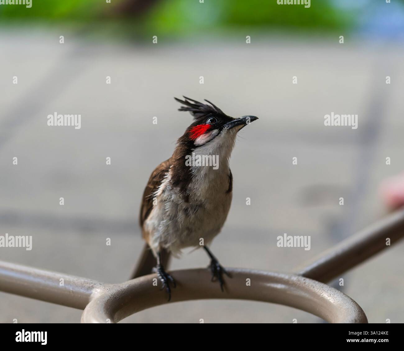 Birds and Wildlife in Mauritius – A Rich Diversity of Island Species ...