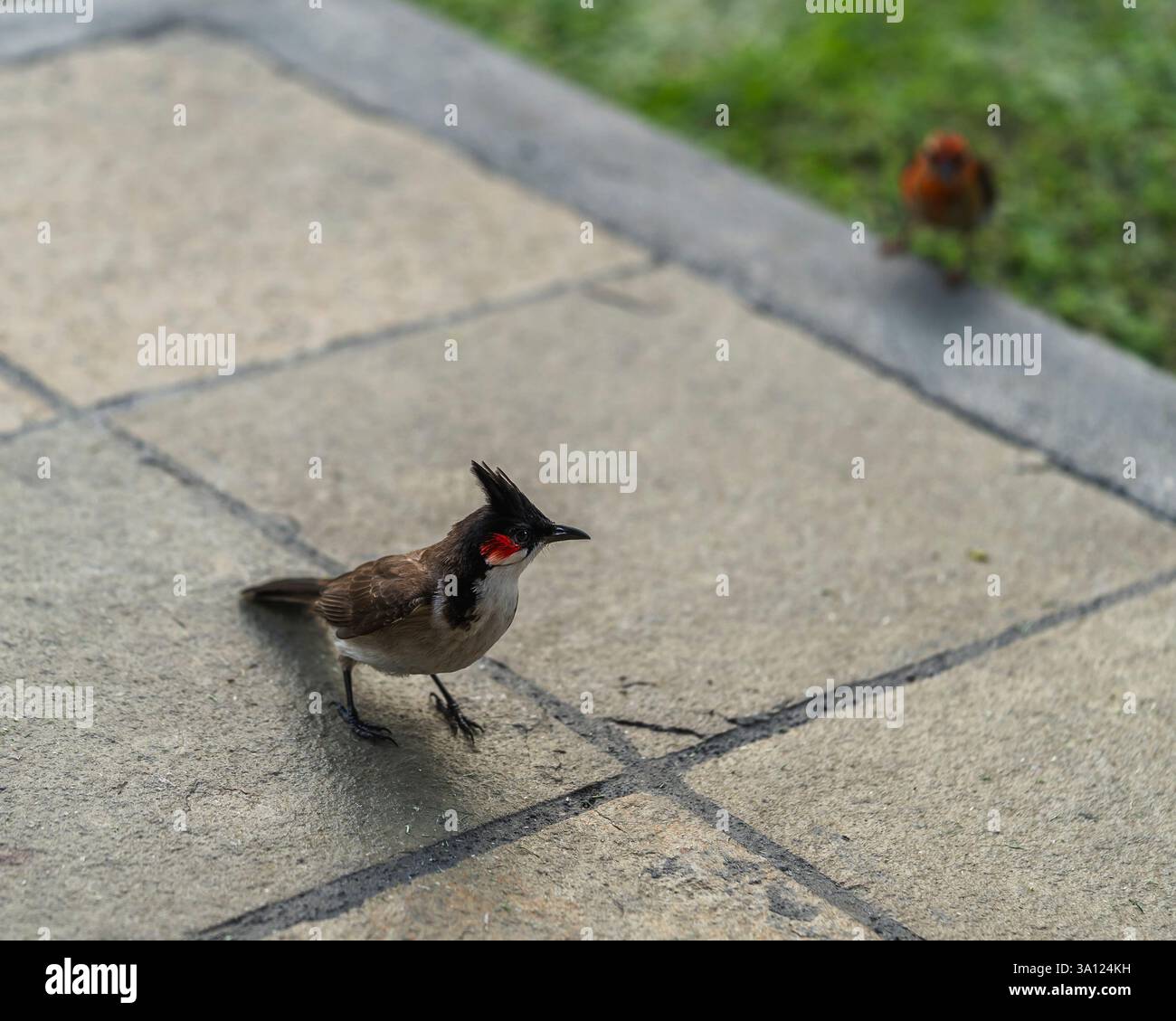 Birds and Wildlife in Mauritius – A Rich Diversity of Island Species ...