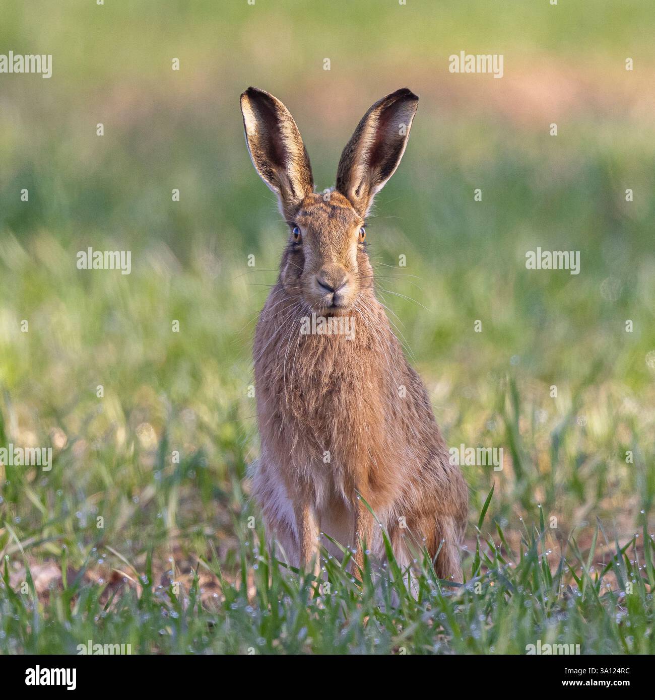 Kidderminster, UK. 6th March, 2025. UK weather: a wild brown hare ...
