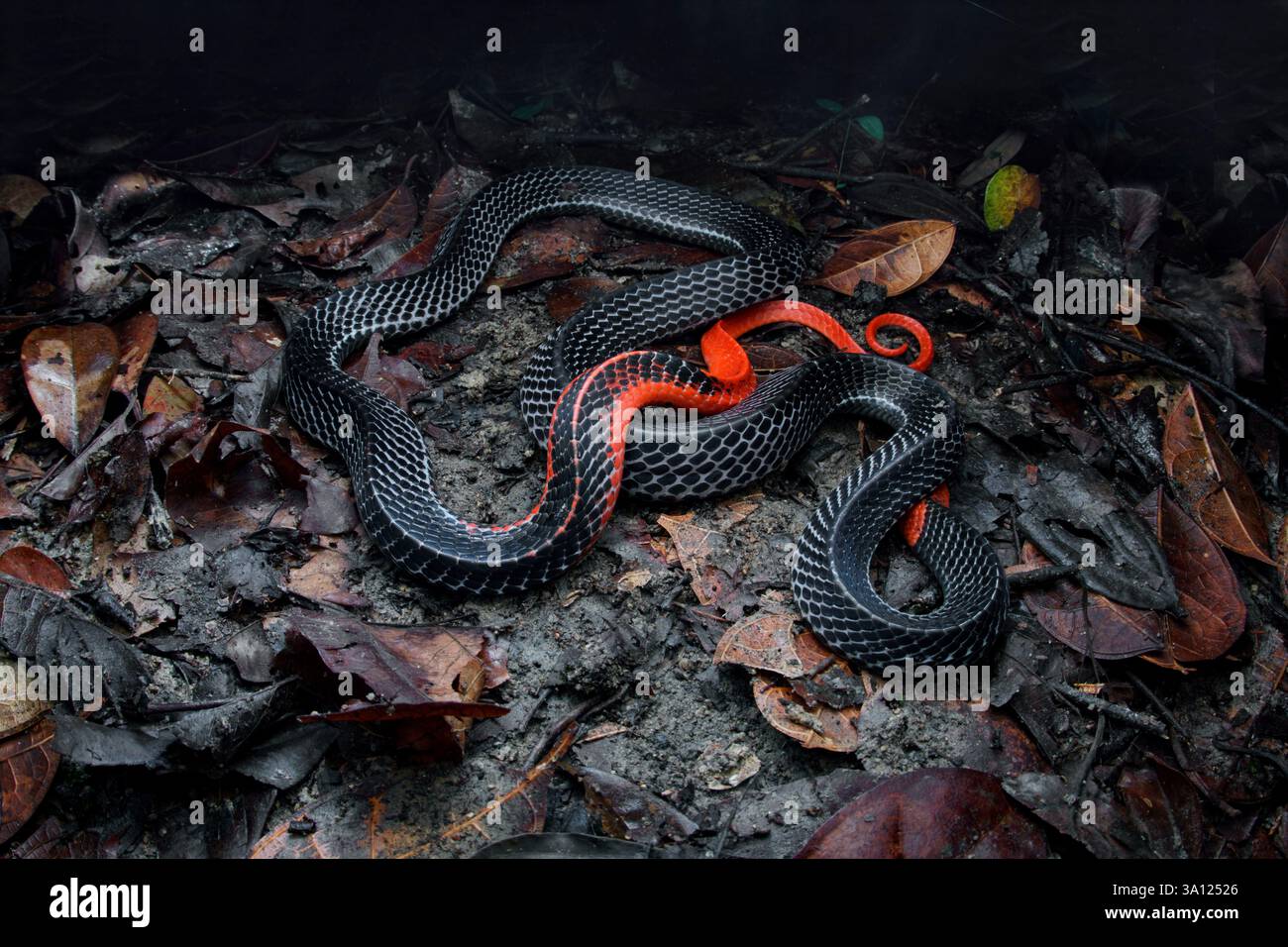 red-headed krait (Bungarus flaviceps) is a large and highly venomous ...