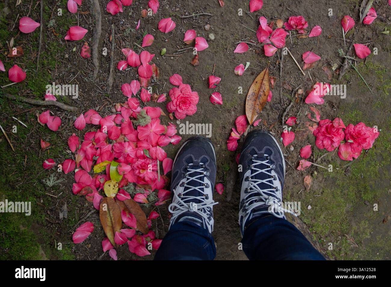 A pair of hiking boots stand on a forest path covered in fallen pink ...