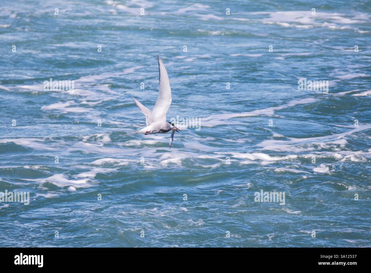 Iceland – Birds with Fish in Their Beaks in the Wild Icelandic Waters ...