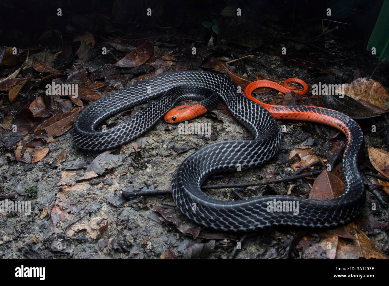 red-headed krait (Bungarus flaviceps) is a large and highly venomous ...