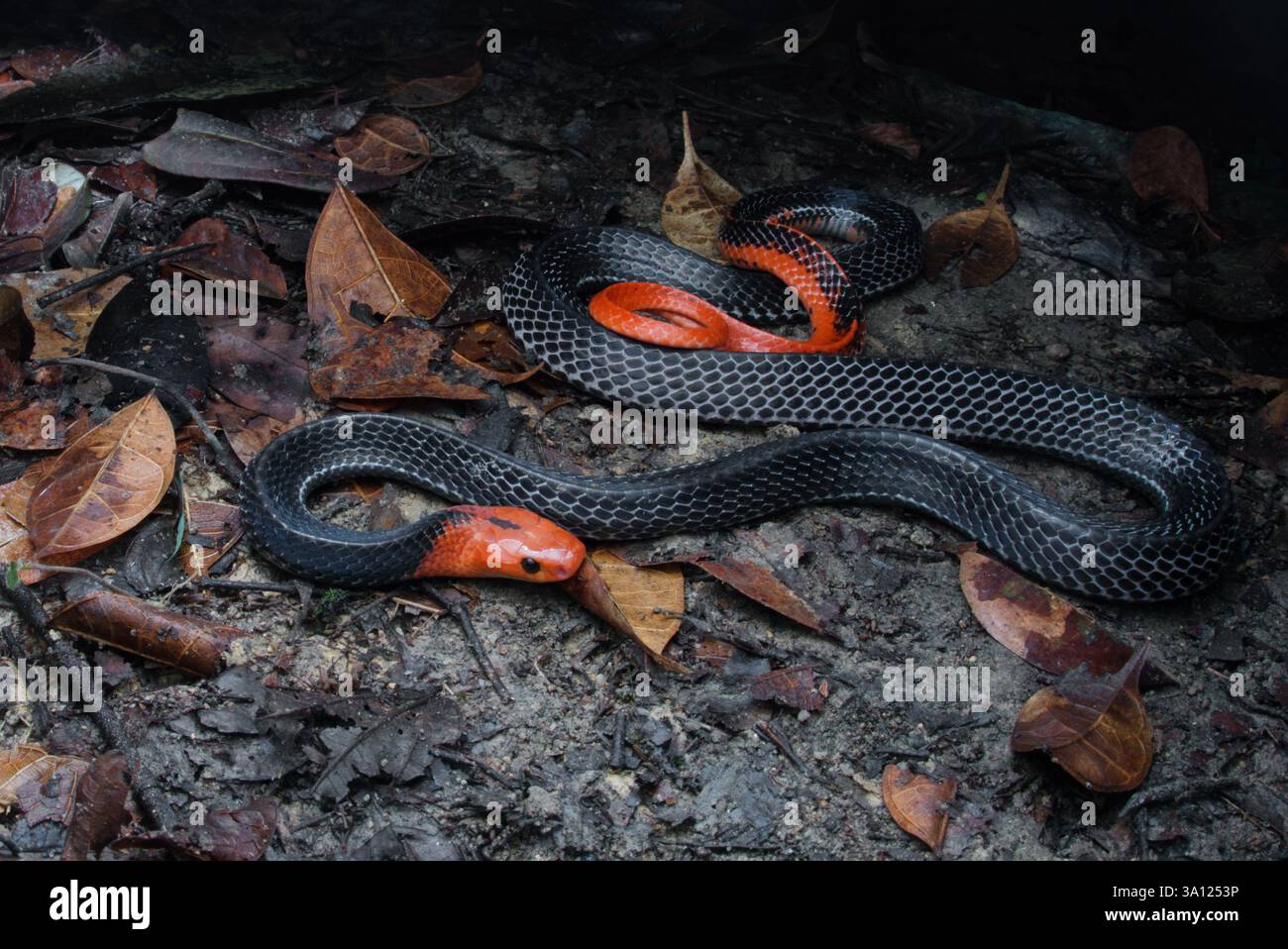 red-headed krait (Bungarus flaviceps) is a large and highly venomous ...