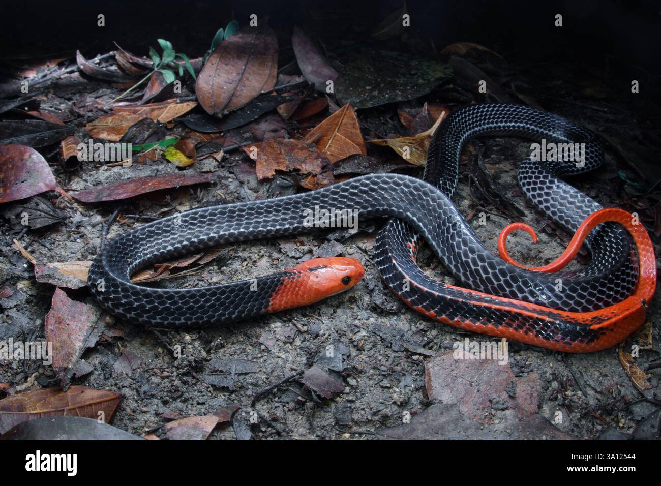 red-headed krait (Bungarus flaviceps) is a large and highly venomous ...