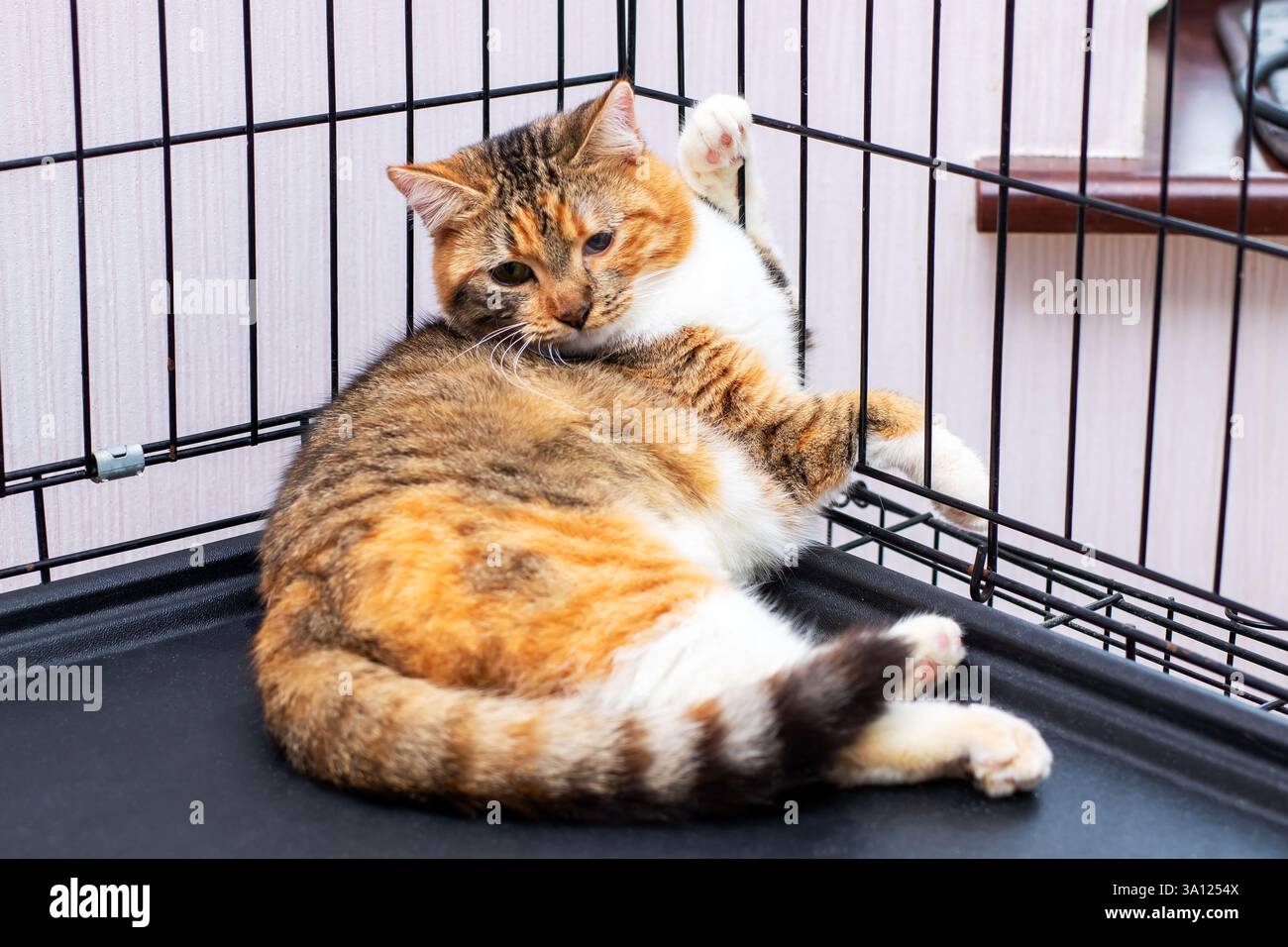 A beautiful calico cat is comfortably laying on its back, relaxed and ...