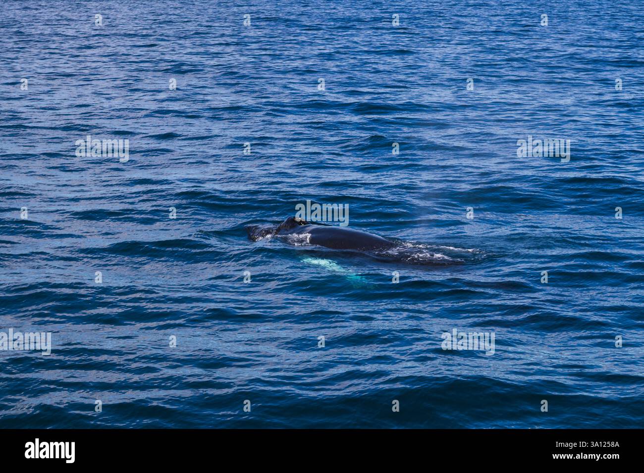 Iceland – Majestic Humpback Whales in the Wild Waters of the North ...
