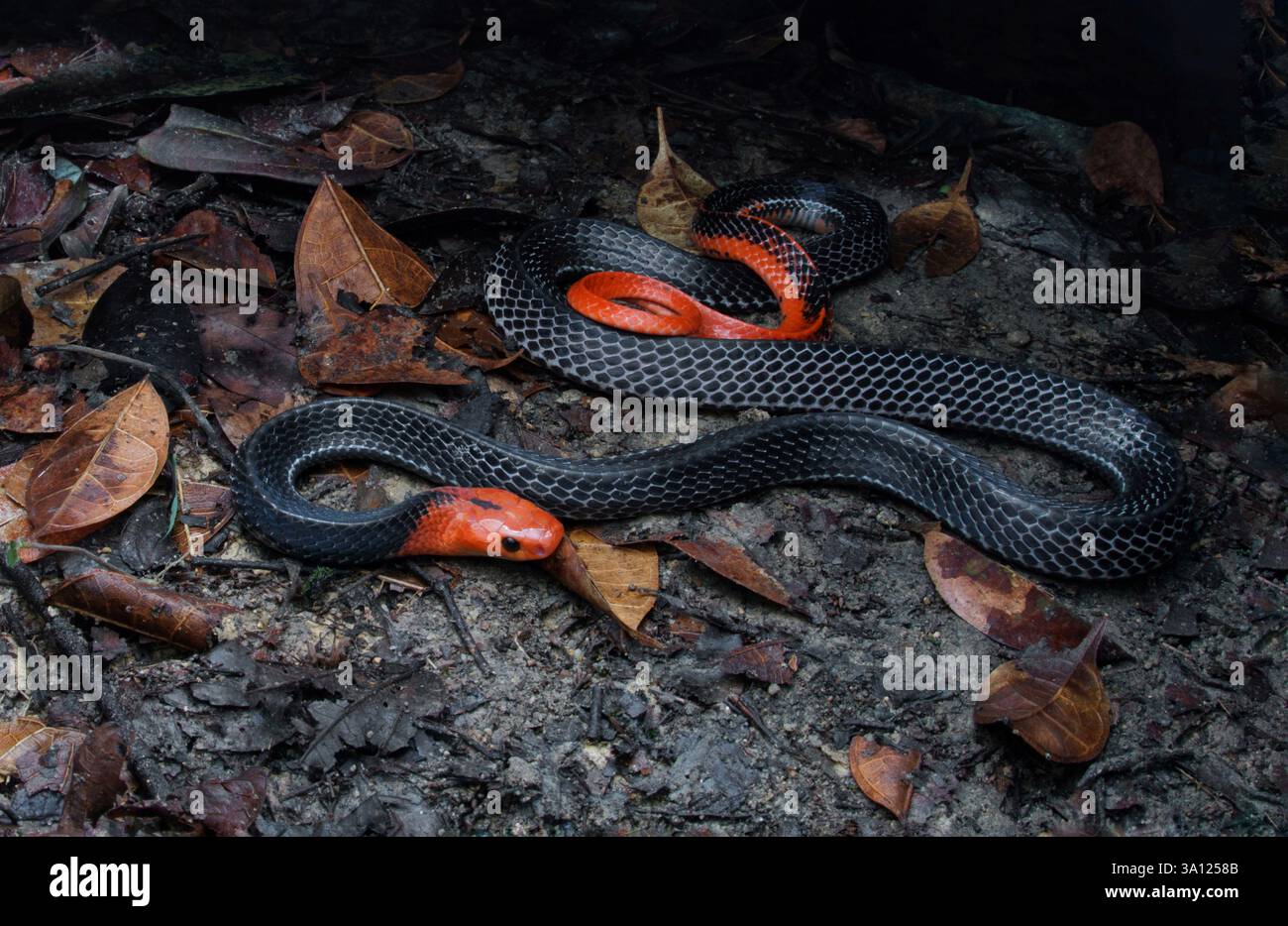 red-headed krait (Bungarus flaviceps) is a large and highly venomous ...
