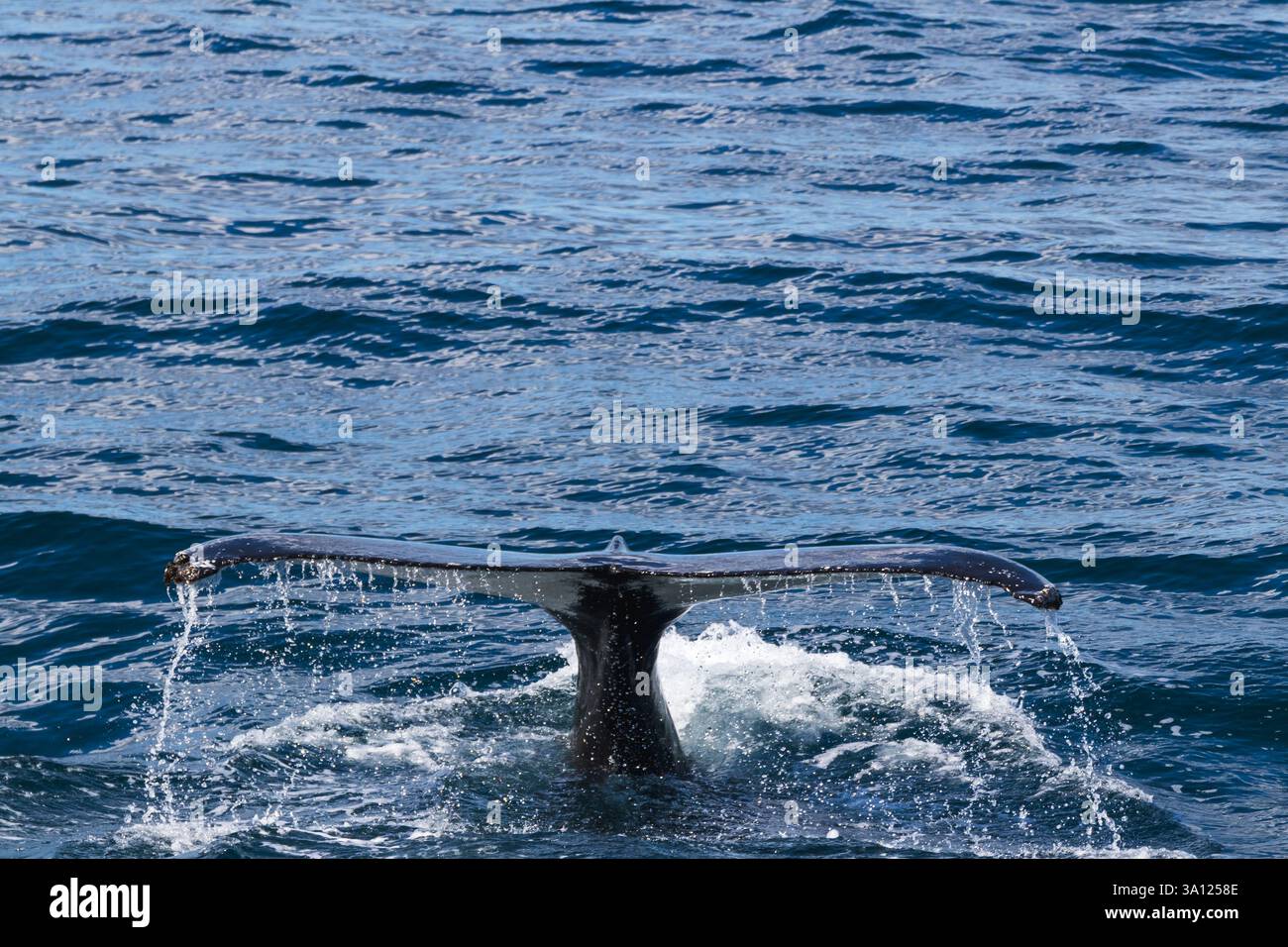 Iceland – Majestic Humpback Whales in the Wild Waters of the North ...