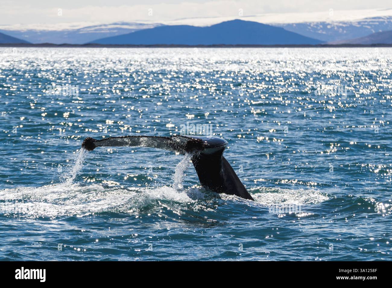 Iceland – Majestic Humpback Whales in the Wild Waters of the North ...