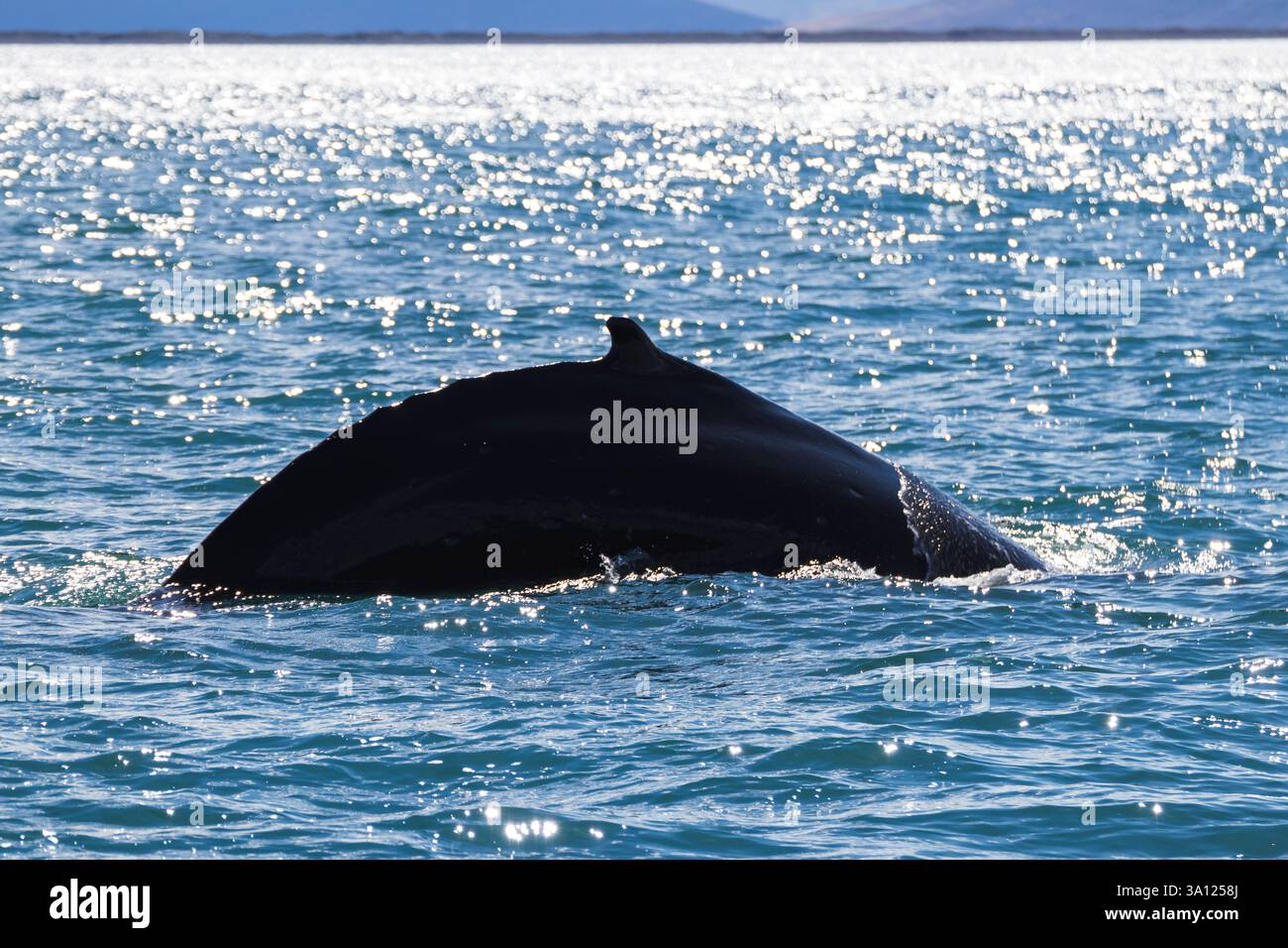Iceland – Majestic Humpback Whales in the Wild Waters of the North ...