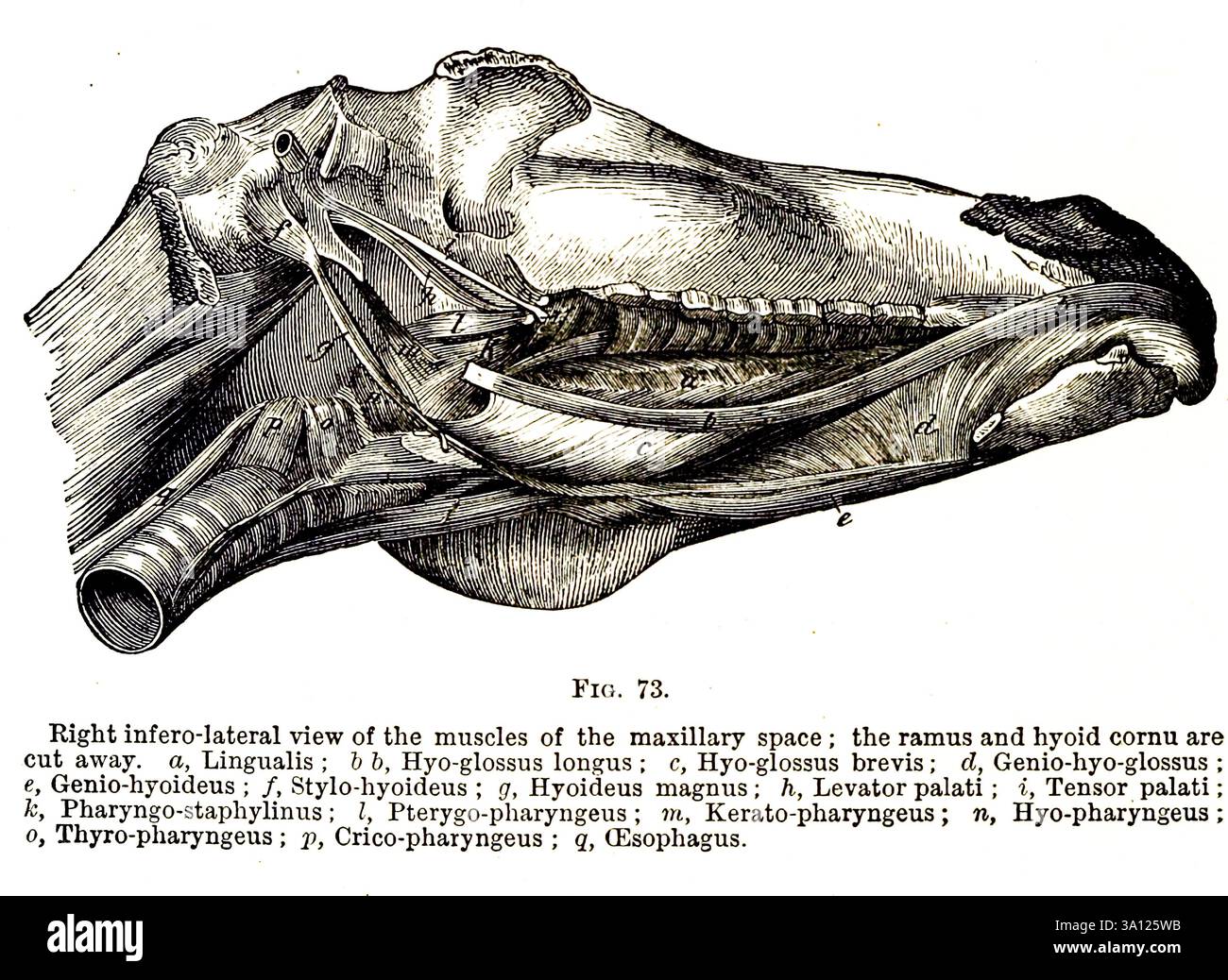 Right infero-lateral view of the muscles of the maxillary space ; the ...