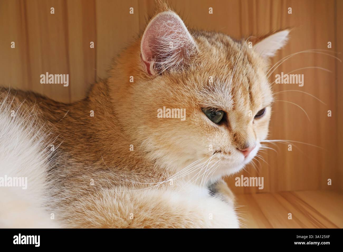 Cute Golden Shaded British Shorthair Cat Relaxing in the Living Room Stock Photo - Alamy