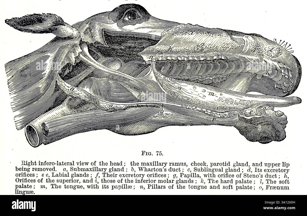 Right infero-lateral view of the head ; the maxillary ramus, cheek ...