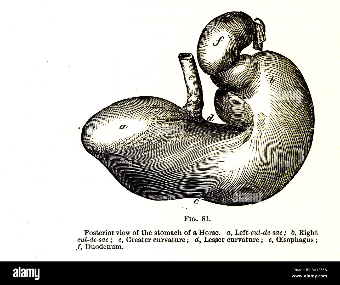 Horse anatomy drawing hi-res stock photography and images - Alamy