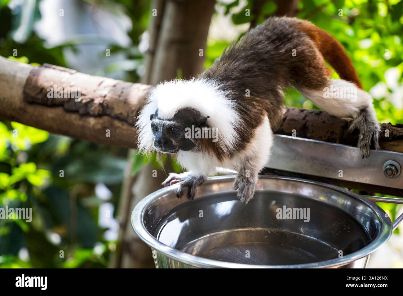 Impressions of Various Animals Stock Photo - Alamy