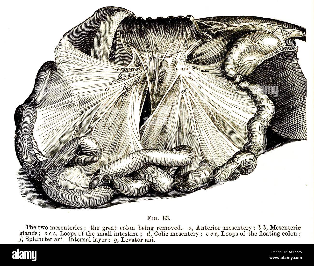 The two mesenteries ; the great colon being removed, a, Anterior ...