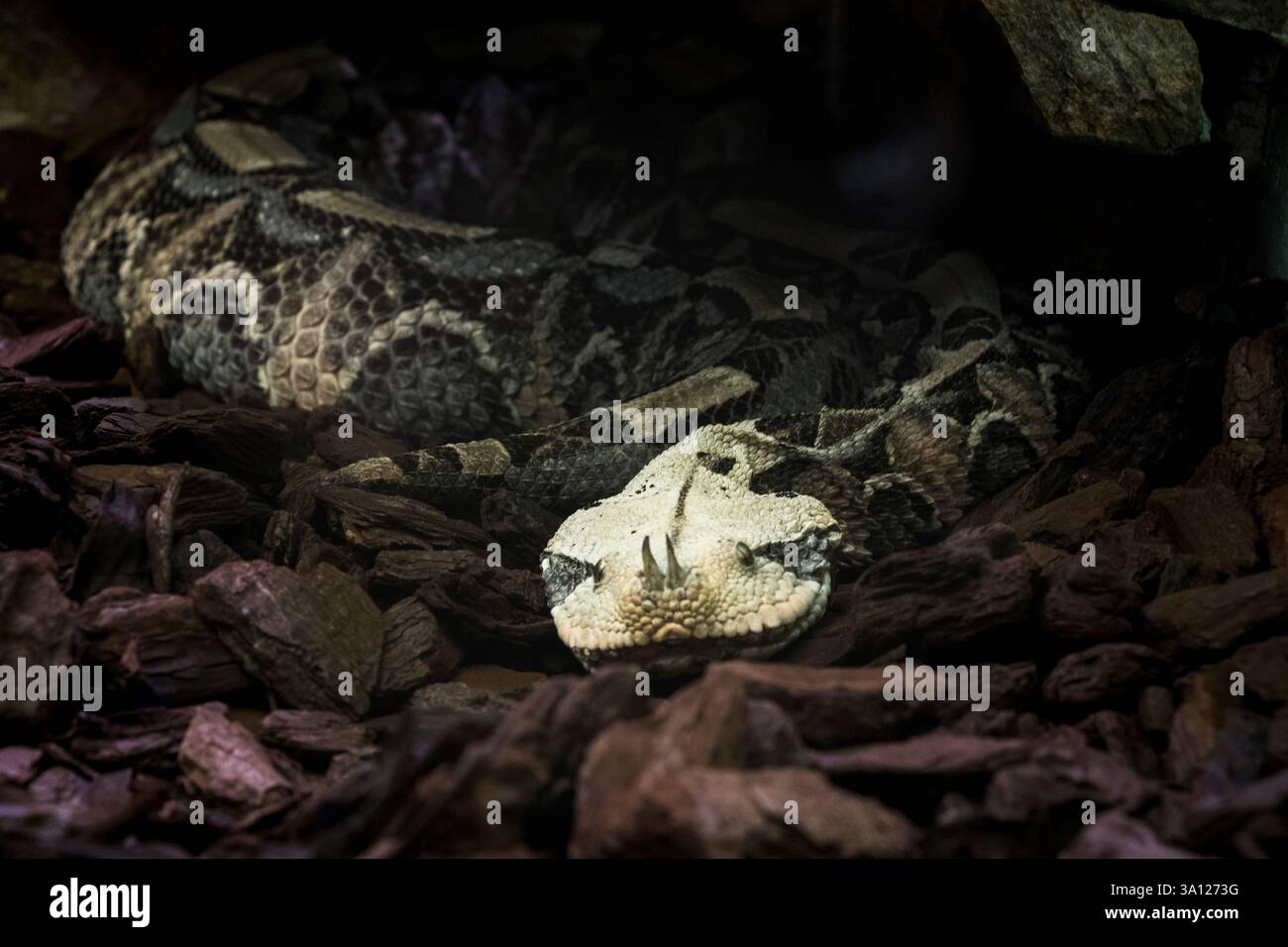 Impressions of Various Animals Stock Photo - Alamy