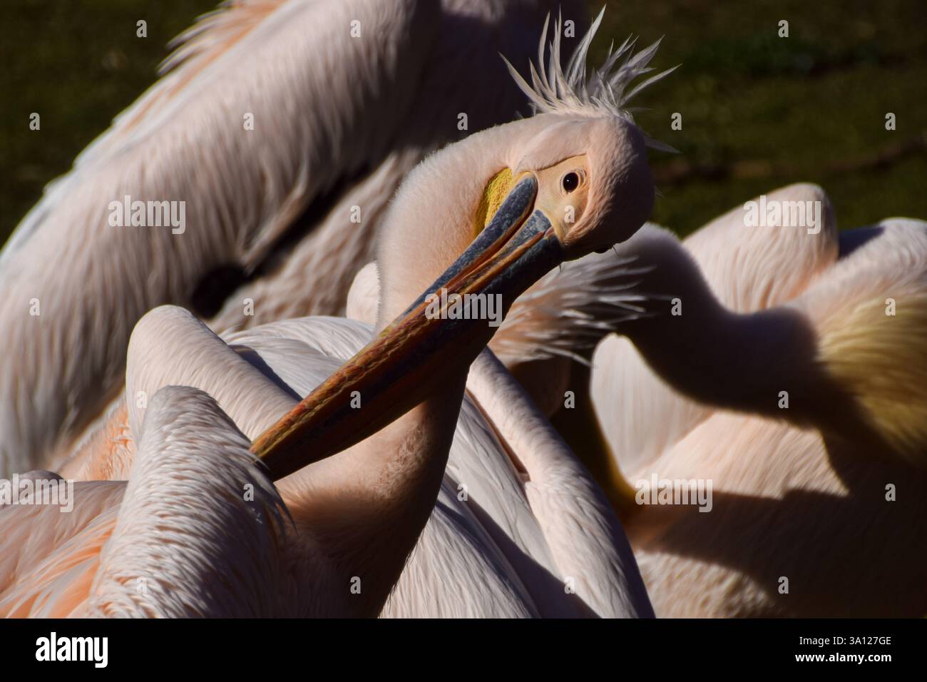 March 6, 2025, London, England, UK: Pelicans preen on a warm, sunny day ...