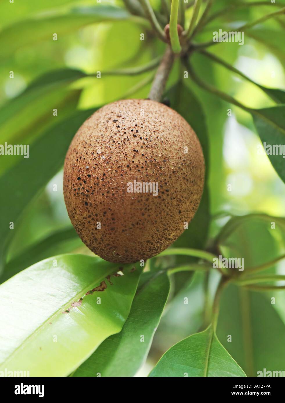 Closeup of a Sapodilla Fruit Ripening on the Tree Stock Photo - Alamy