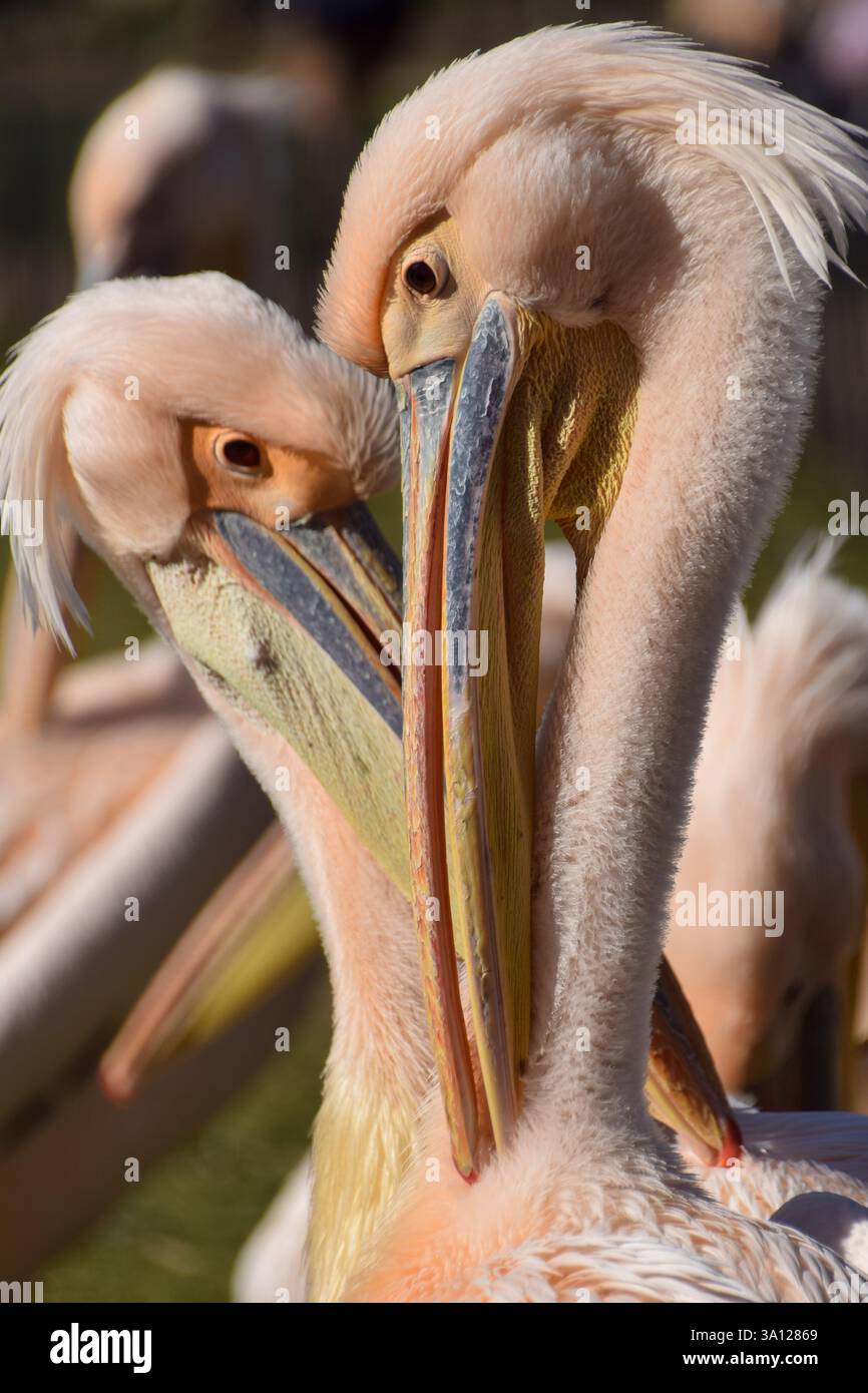 London, England, UK. 6th Mar, 2025. Pelicans preen on a warm, sunny day ...