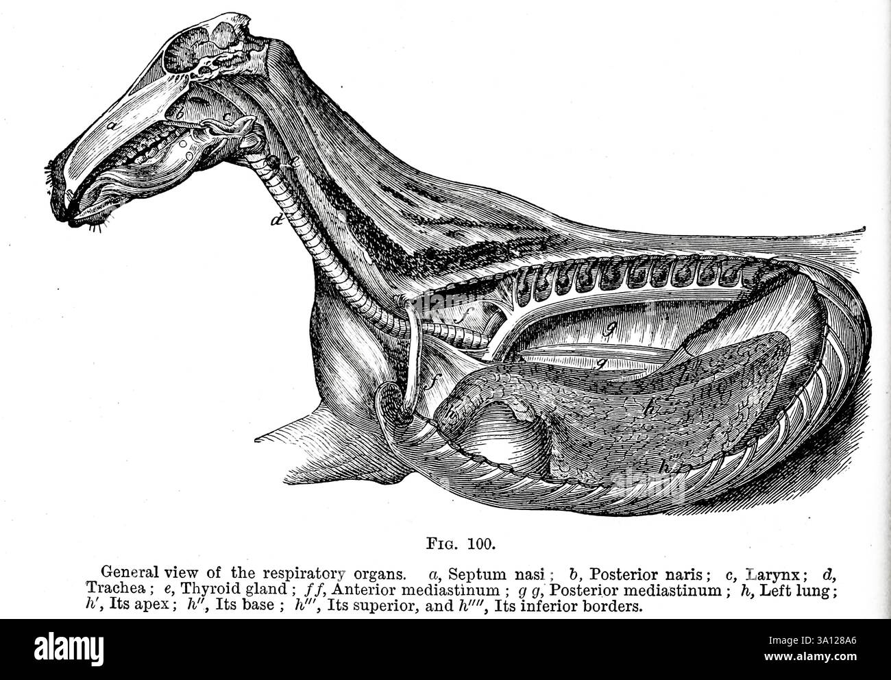 General view of the respiratory organs, a, Septum nasi; b, Posterior ...