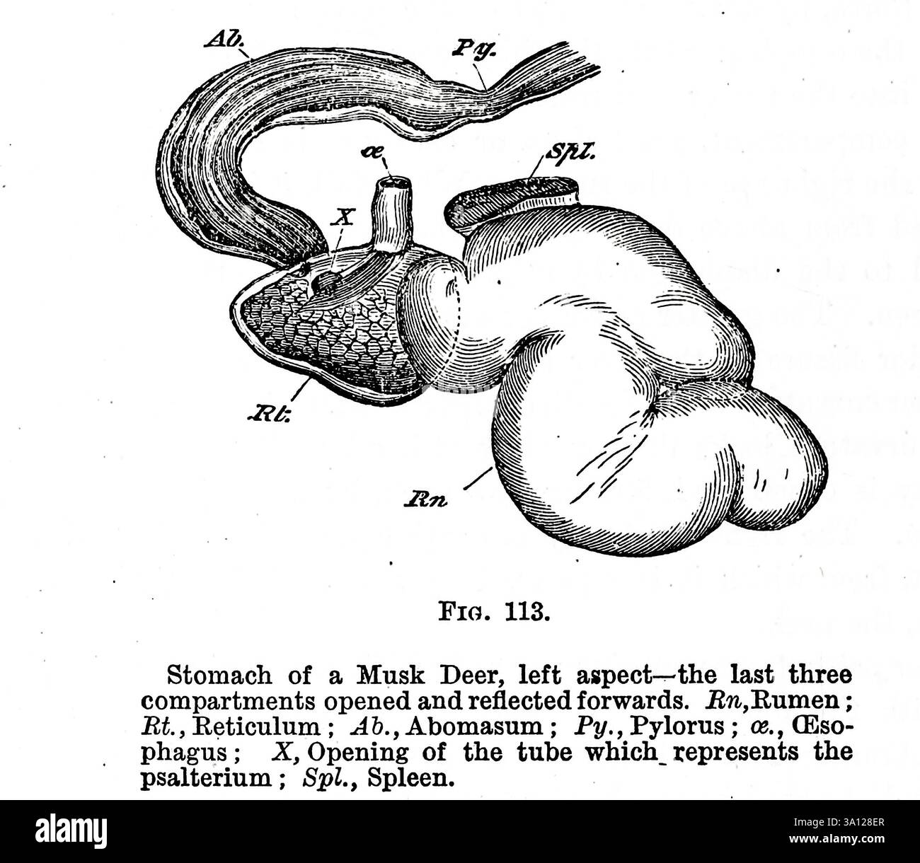stomach of a Musk Deer, left aspect— the last three compartments opened ...
