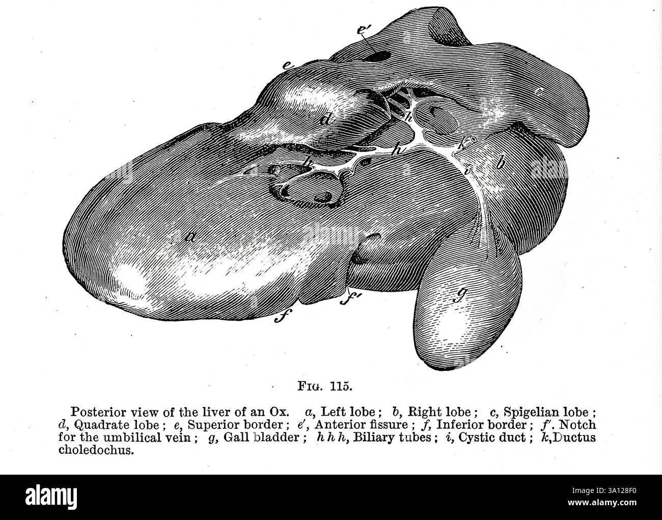Posterior view of the liver of an Ox. a, Left lobe ; 5, Right lobe ; c ...