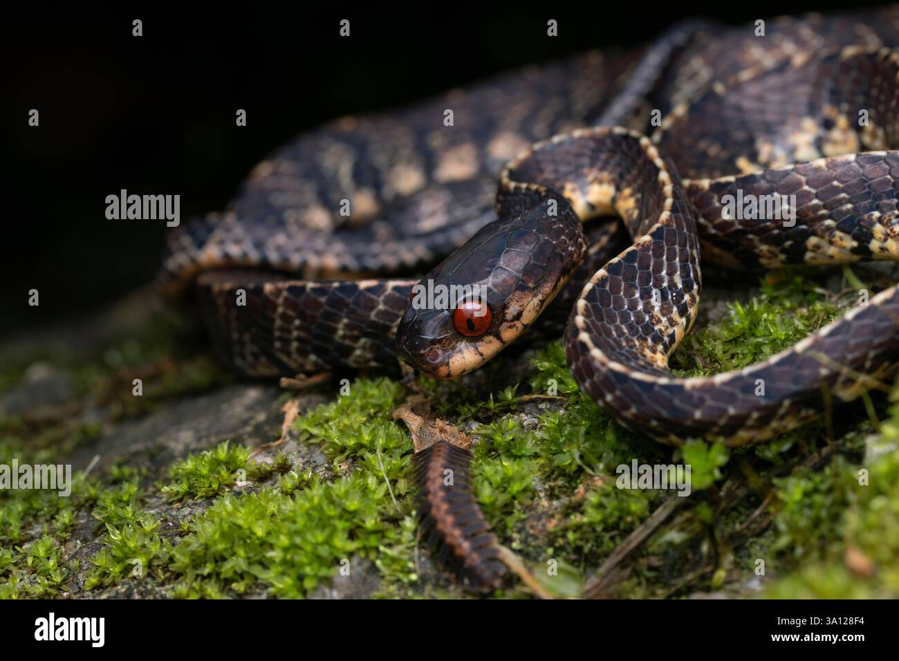 Mountain Slug Snake (Asthenodipsas vertebralis) or Vertebral Slug Snake ...