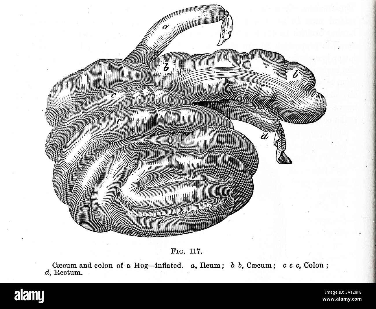 Caecum and colon of a Hog— inflated, a. Ileum ; b i, Caecum ; c c c ...